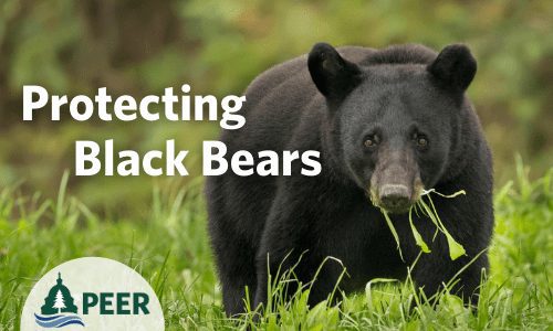 Black Bears - Protecting the Environment -PEER.org