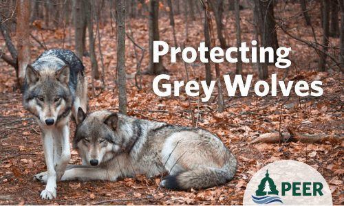Grey Wolves - Protecting Wildlife and the Environment - PEER.org