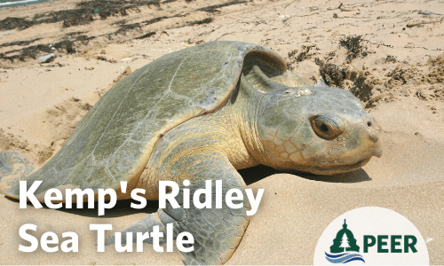 Kemp's Ridley Sea Turtle - Protecting Wildlife - PEER.org