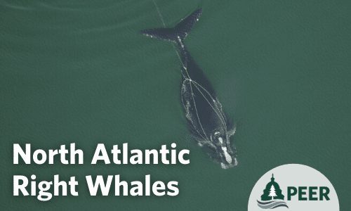 North Atlantic Right Whales - Protecting the Environment - PEER.org