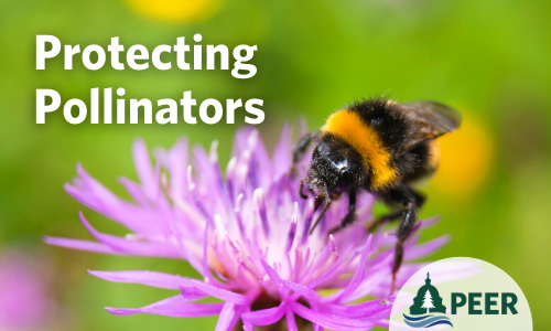 Pollinators - Protecting the Environment - PEER.org