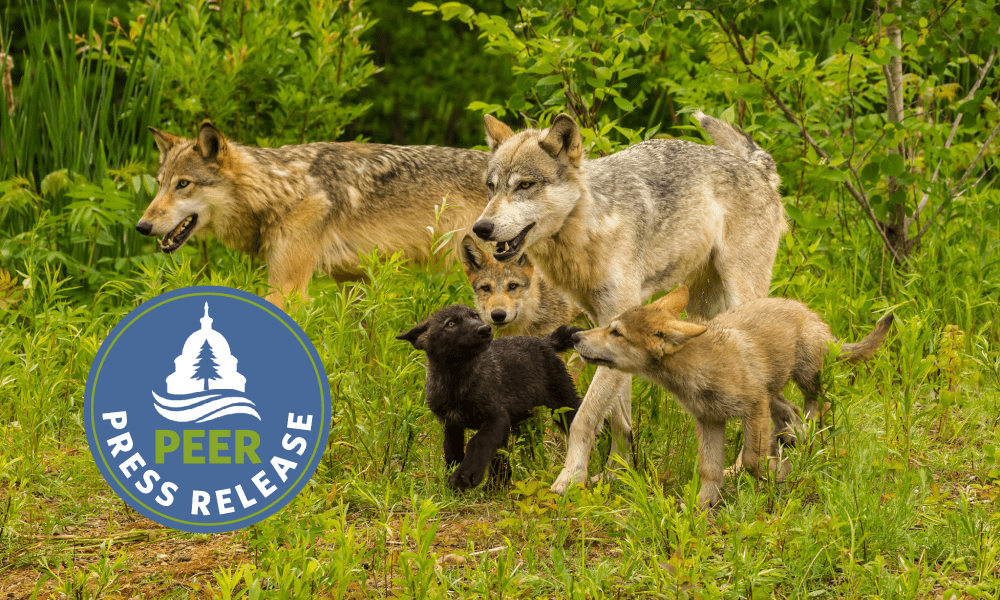 Alaska Misuses Federal Wildlife Aid on Killing Predators