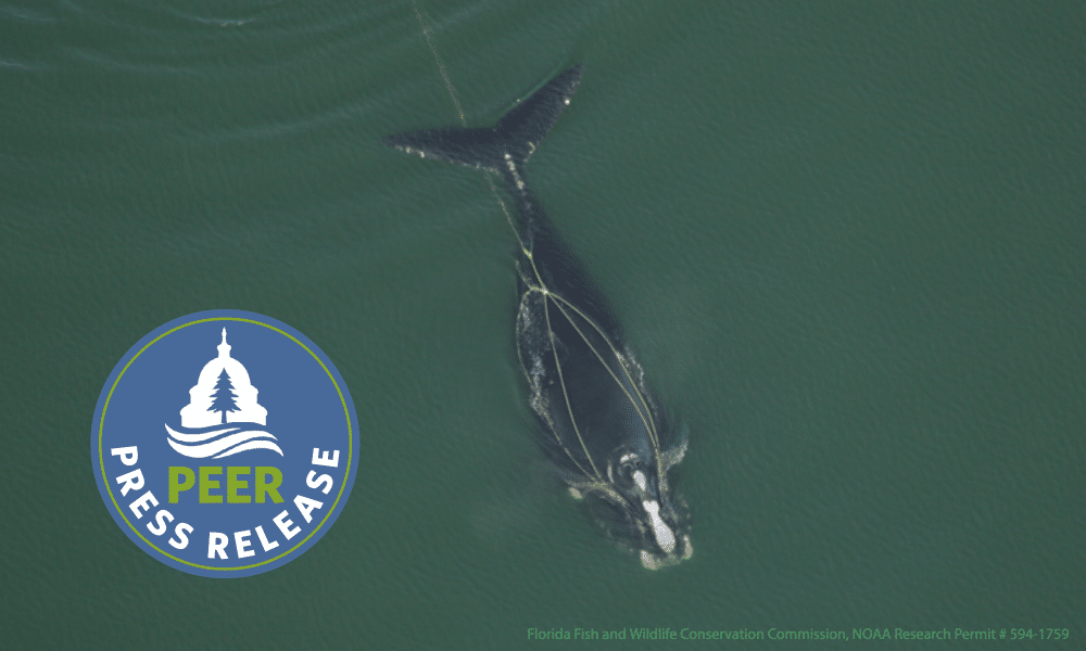 Congressional Rider Condemns Right Whale to Extinction