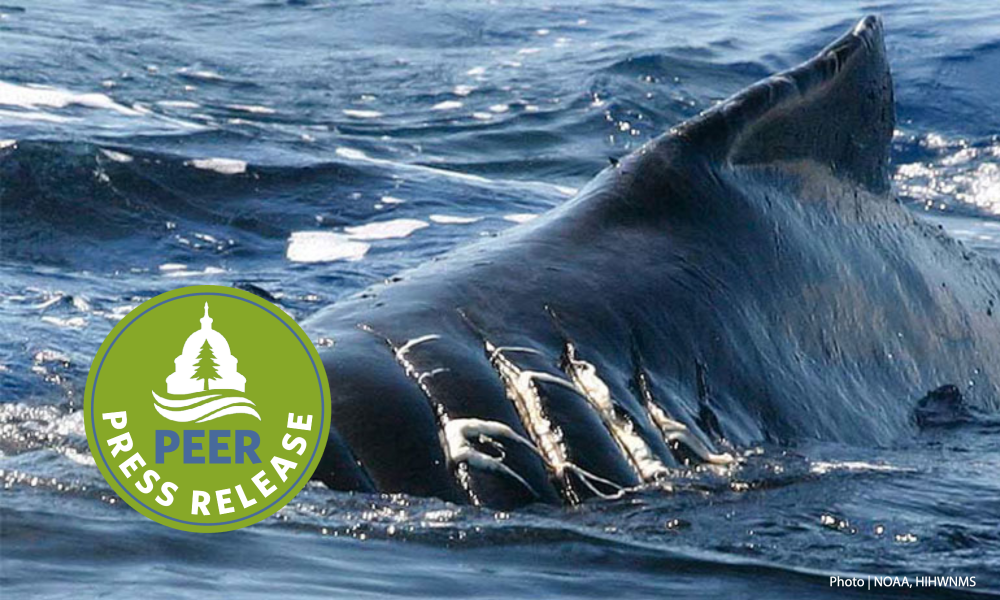 National Strategy to Avoid Whale Ship Strikes Proposed