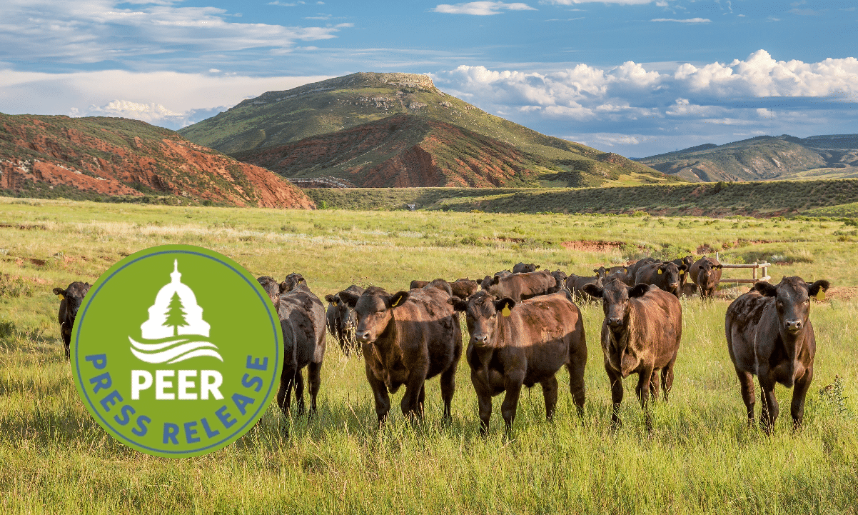 Nevada Has a Very Bad Grazing Problem - PEER.org