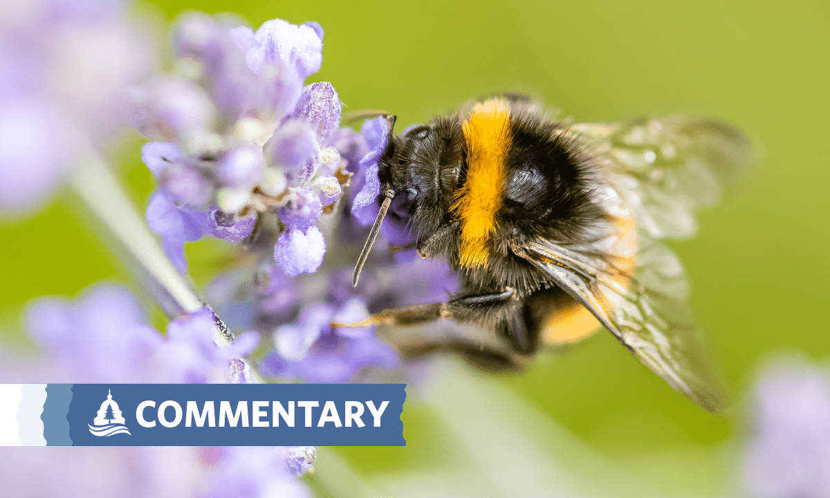 Vital Safety Net for Pollinators in Peril