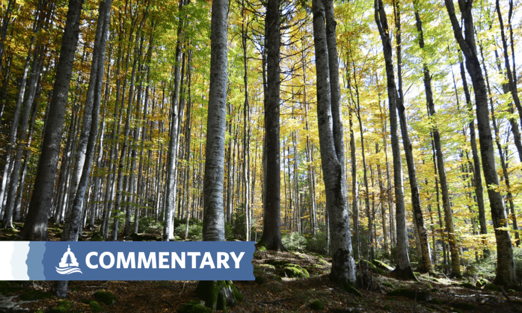 COMMENTARY | Midpoint of Minnesota DNR’s timber harvest plan means a ...