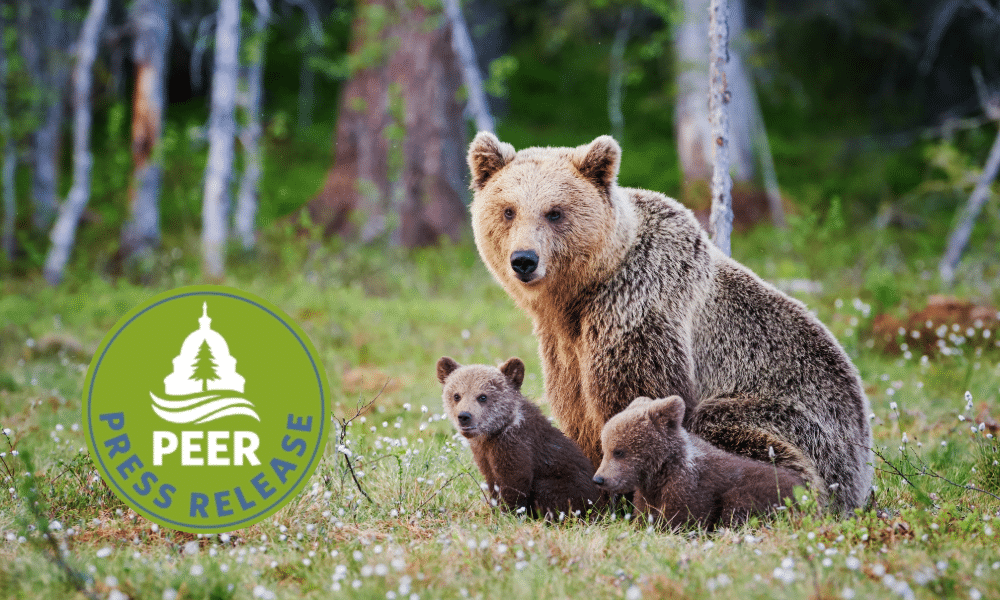 Alaska Park Bear Baiting Ban Stalls