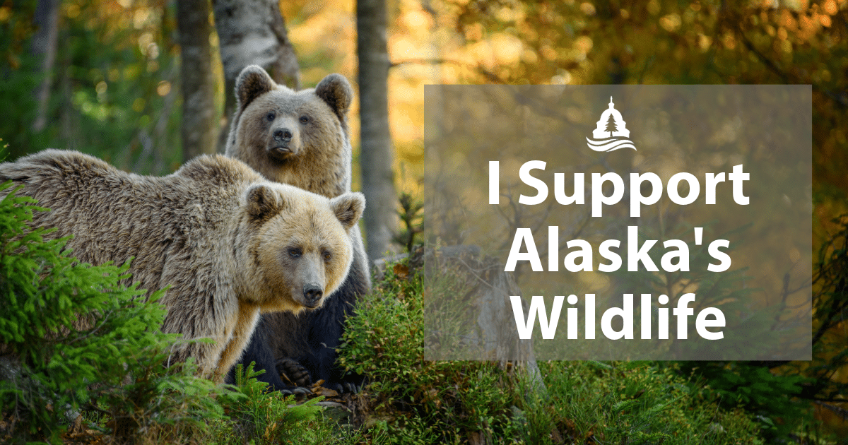 PETITION | Reject Aerial Gunning of Bears and Wolves in Alaska