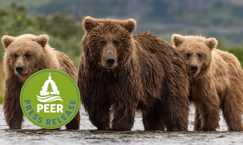 Alaska to Resume Aerial Gunning of Bears and Wolves