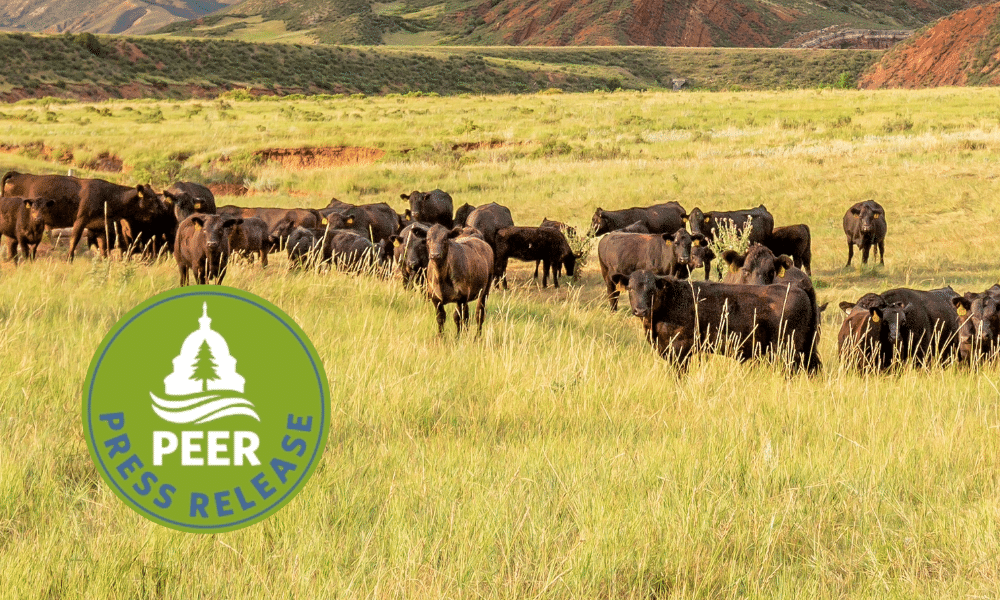 Trump Grazing Policy: Leave No Cow Behind - PEER.org